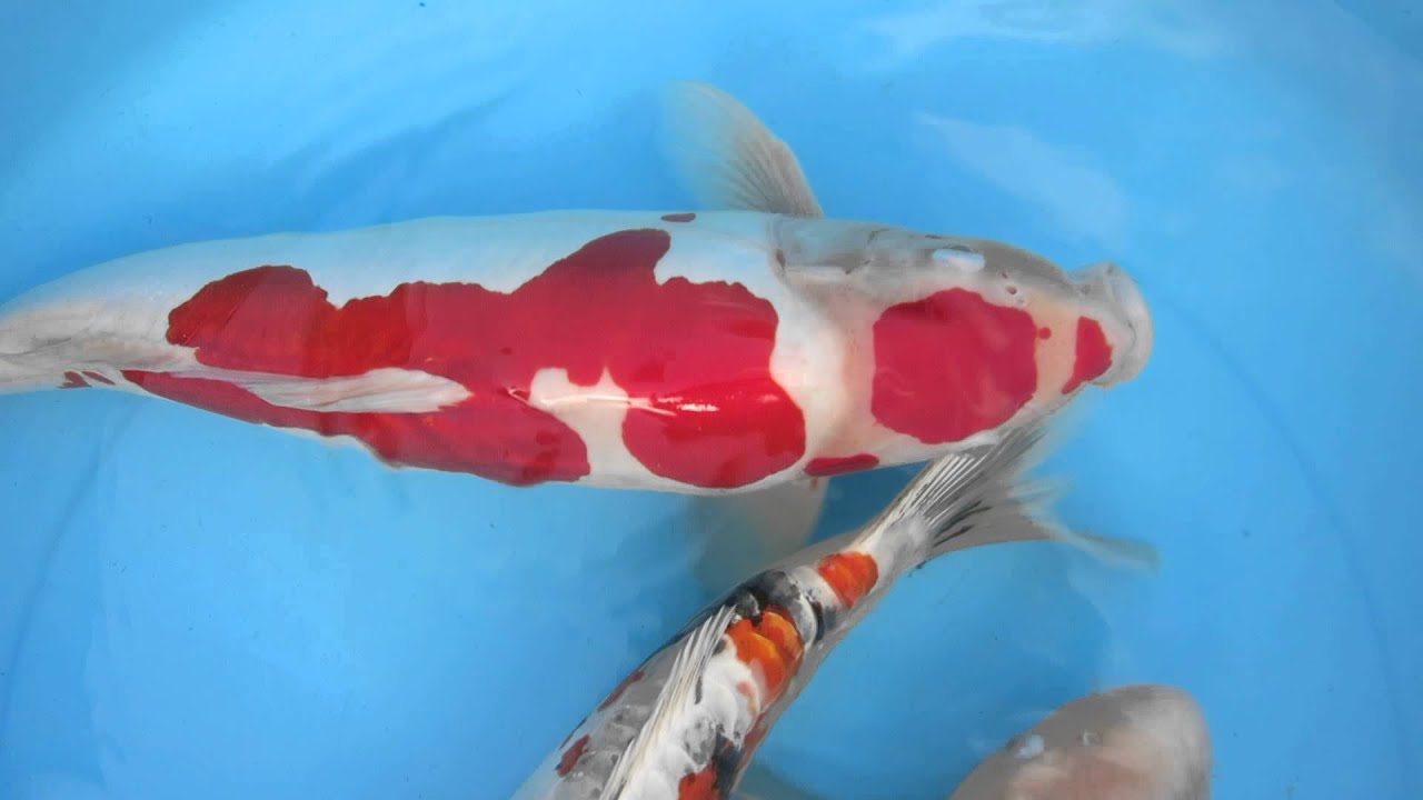 Doitsu Kin Showa, Doitsu Bekko, and Doitsu Kohaku - YouTube