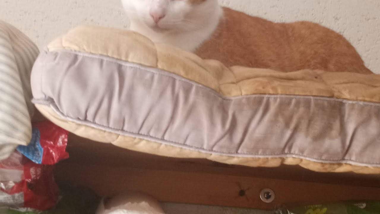 Maui cat daddy makes veggie breakfast - YouTube