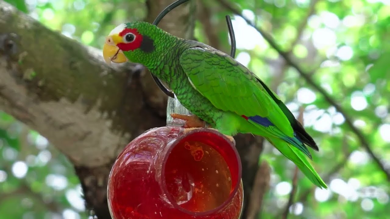 NERVOUS SYSTEM RESTORATION 🌿 Soft music calms the nervous system and ...