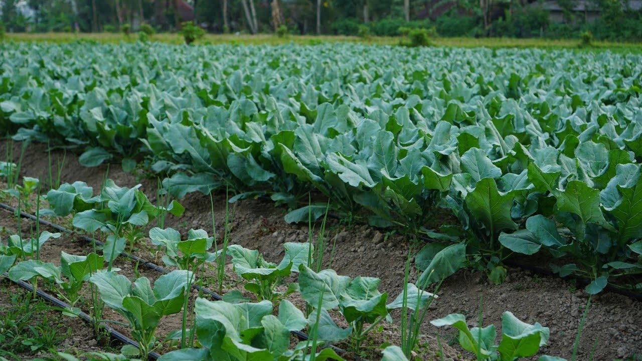Menggunakan irigasi tetes untuk menanam bunga kol dari biji sampai ...