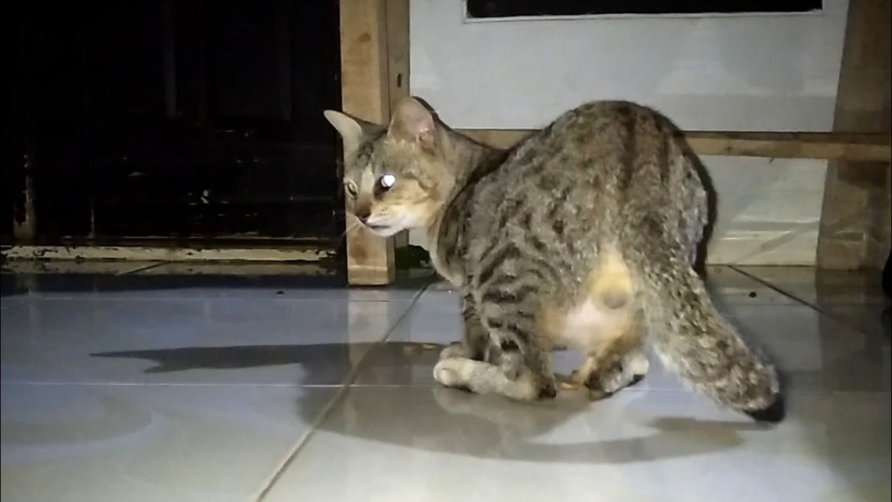 Look! The cat is enjoying its snack - YouTube