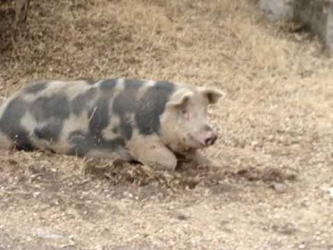 Marranos Los Escoriales - YouTube