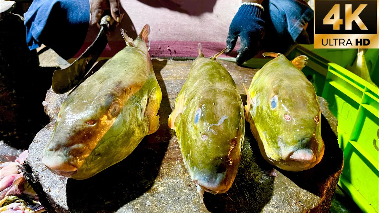 Mutta Pilasi Fish cutting video Fishcuttingrs #kasimedu #fishcuttingrs ...