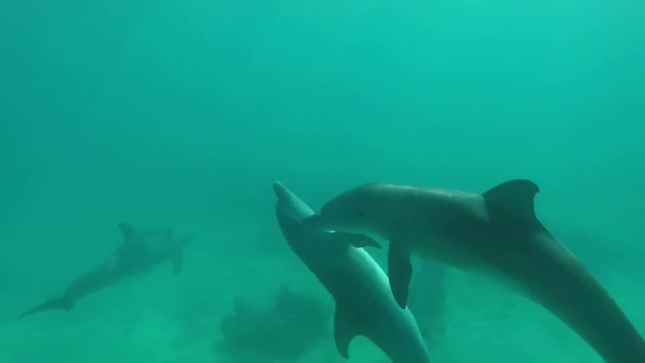 Delfine dolphins - YouTube