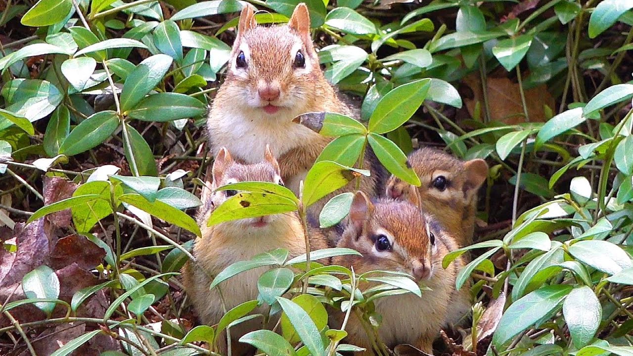 아기들 곁에서 울고 있는 엄마 다람쥐 주니 Crying Mother Chipmunk Joony With Babies - YouTube