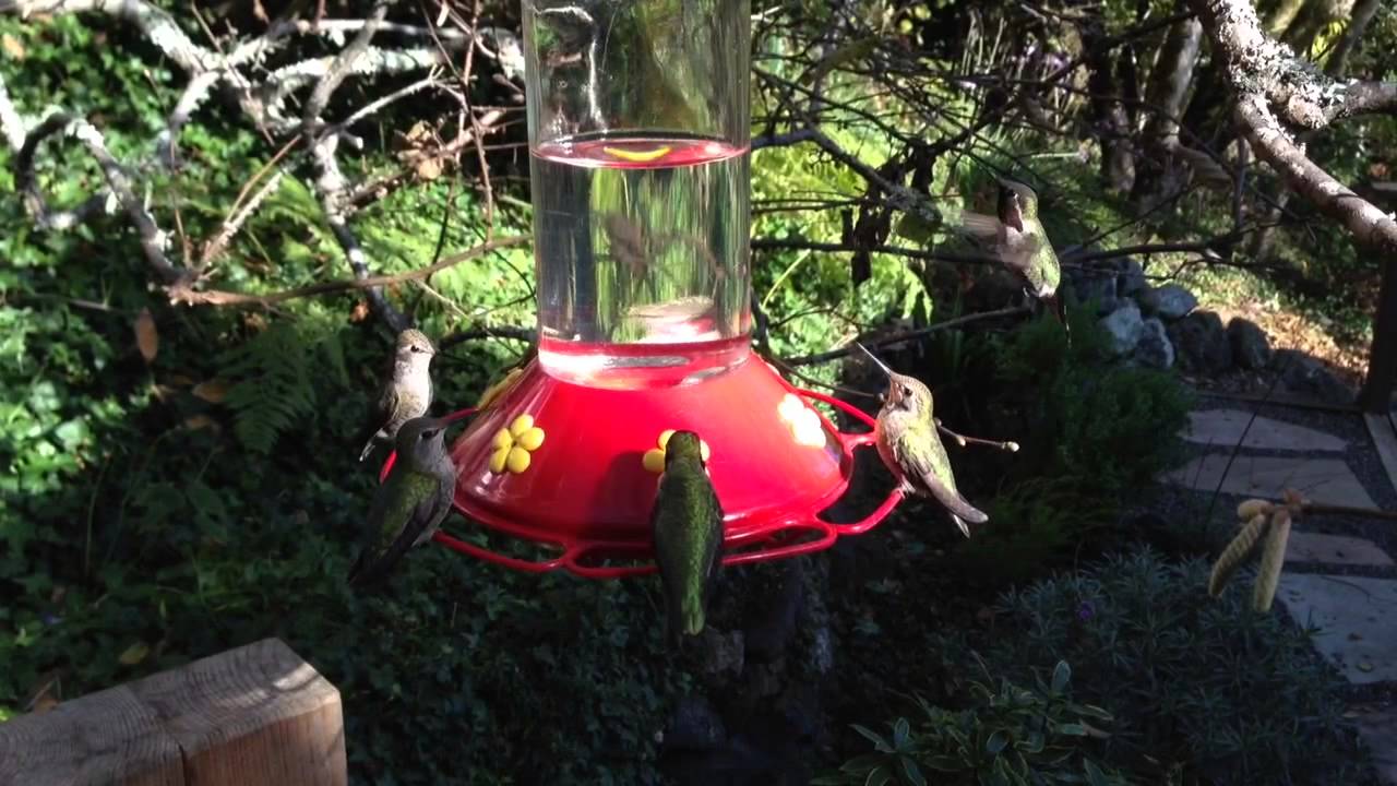 Lots of hummingbirds at the feeder - YouTube