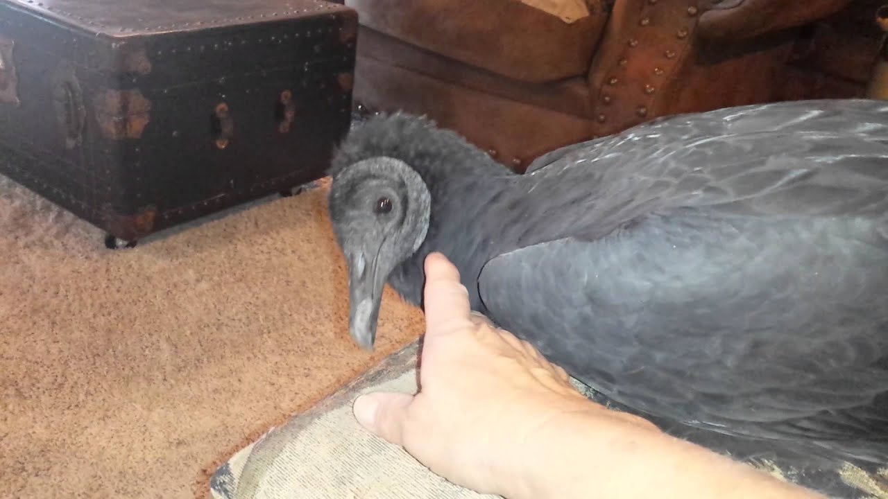 Unusual Pet; Scab the buzzard - YouTube