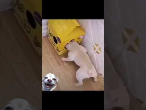 Farting french Bulldogg