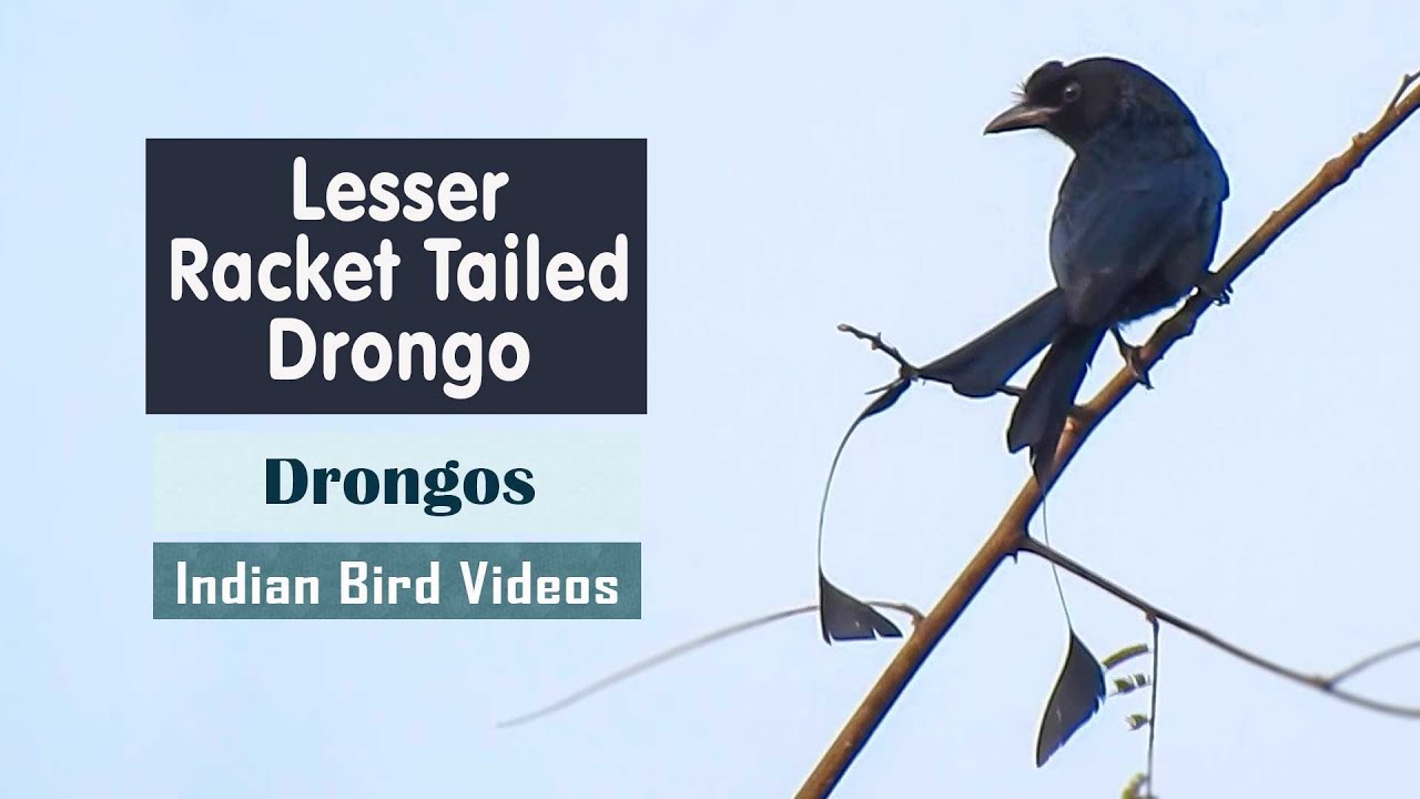 The Lesser Racket-tailed Drongo (Dicrurus remifer) - Indian Bird Videos ...