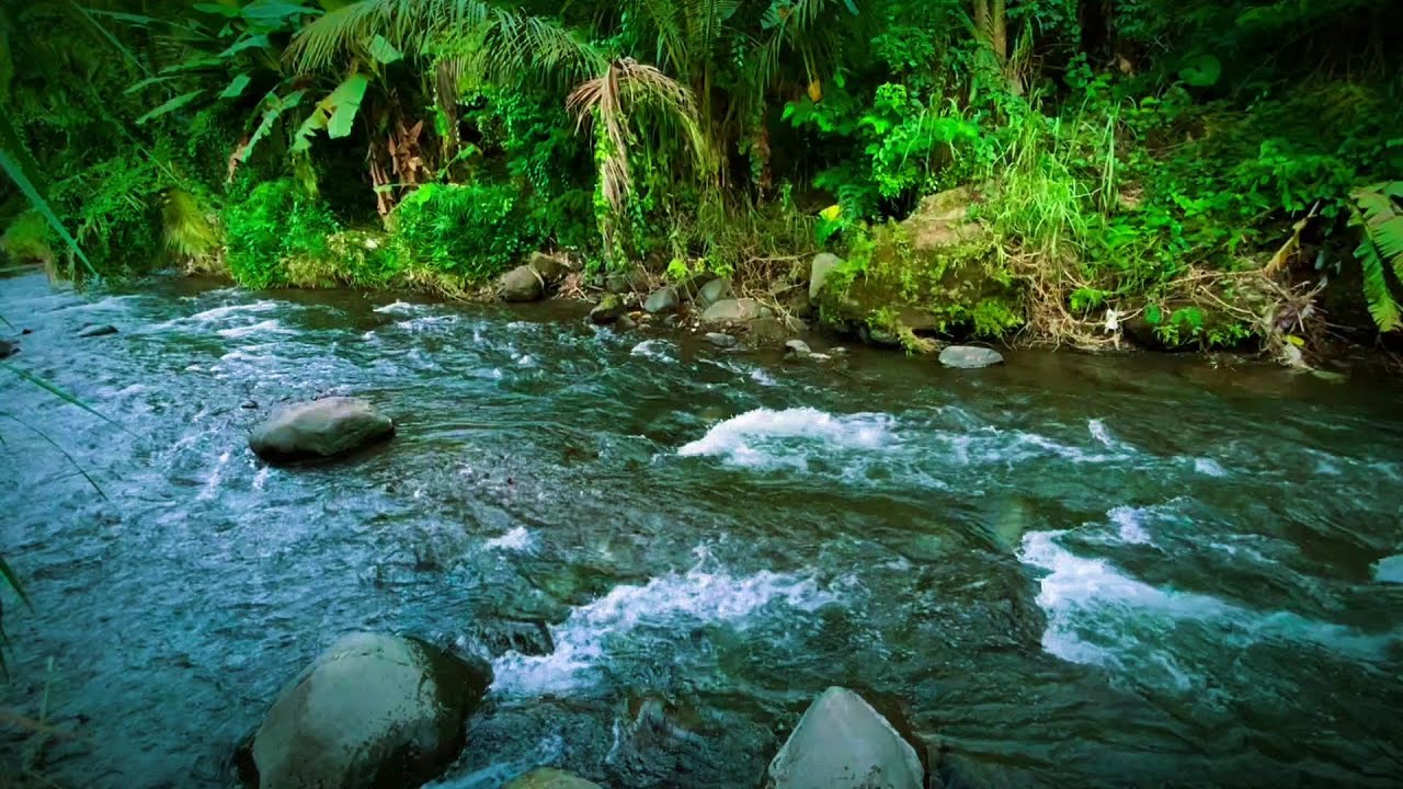 Babbling brook Nature Sounds Trickling Forest Creek Water sounds for ...
