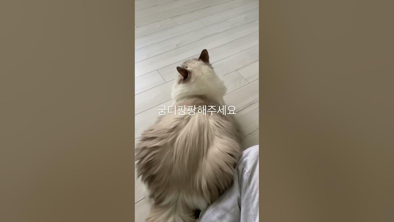 집사껌딱지 랙돌 고양이 집사에게 궁디팡팡해달라고 Youtube
