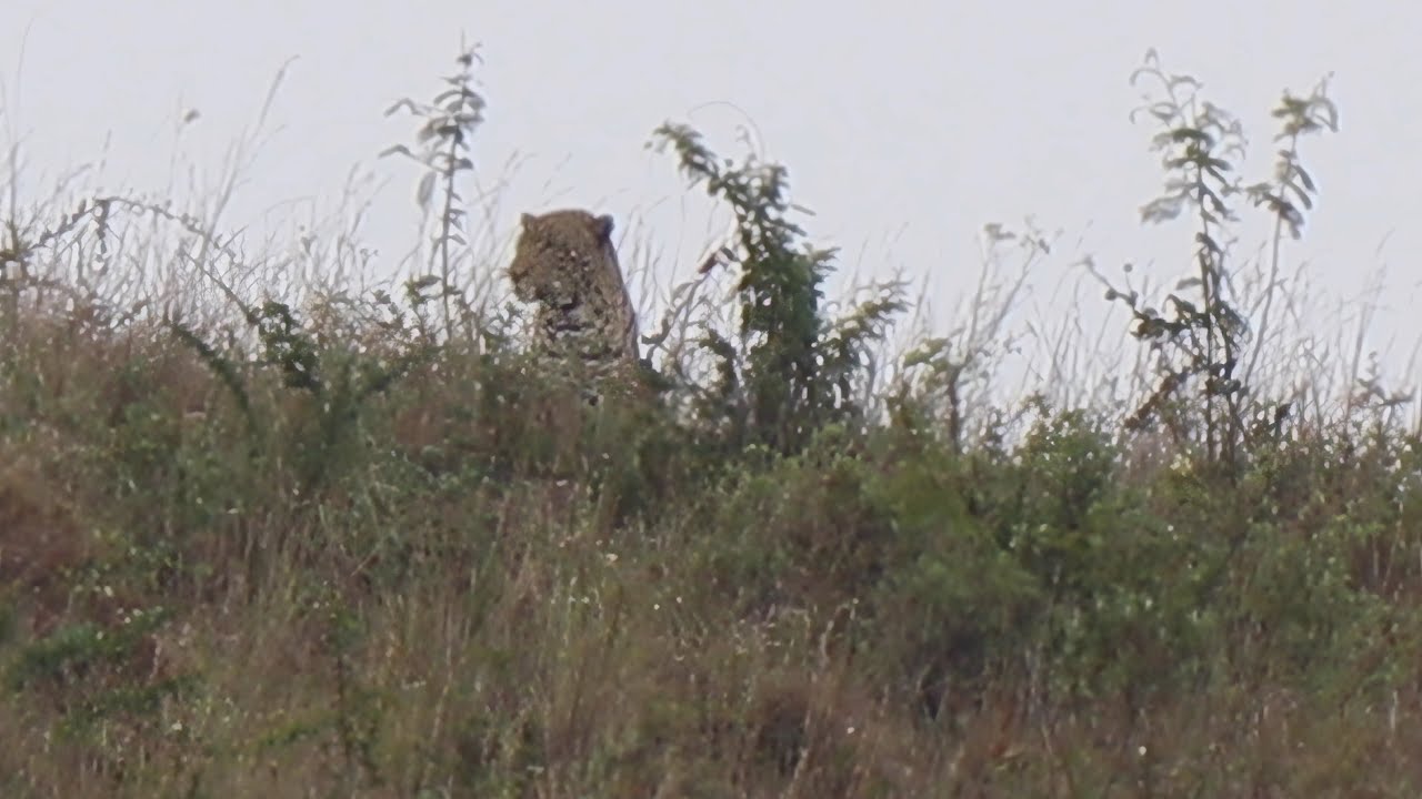 Spotted an elusive big cat staring at its next victim - YouTube