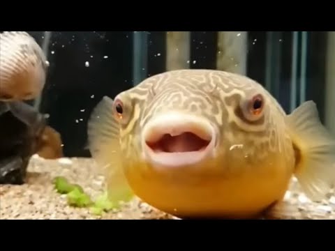 puffer fish nonchalantly eating clams - YouTube