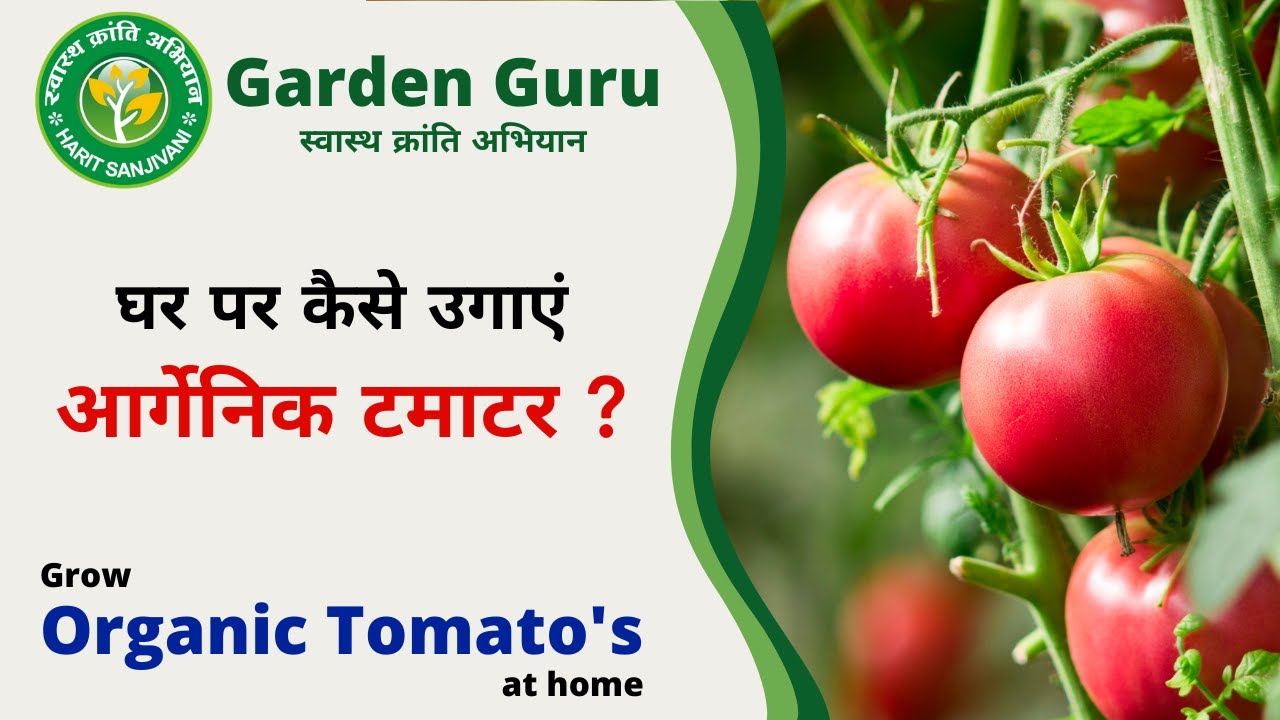 Grow Organic Tomato's at Home | Garden Guru - YouTube