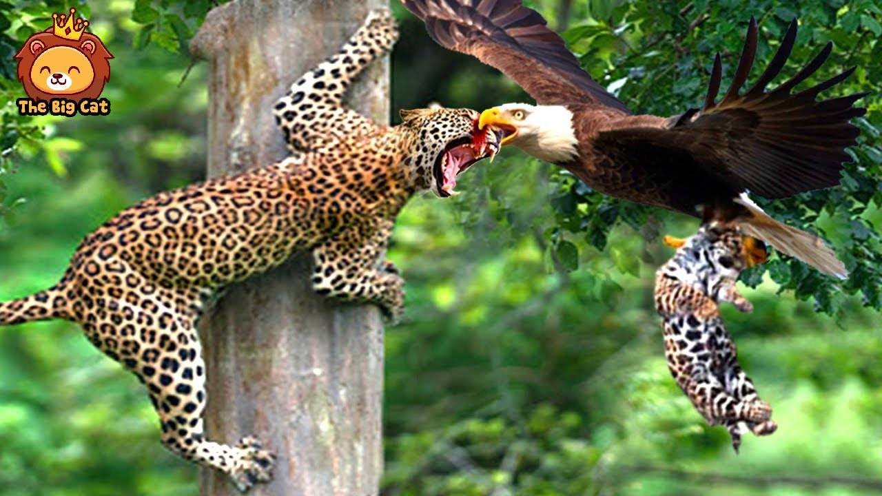 IMPRESSIVE MOMENT BIG CATS EAT PREY ON TREES |Mistakes When Leopard And ...