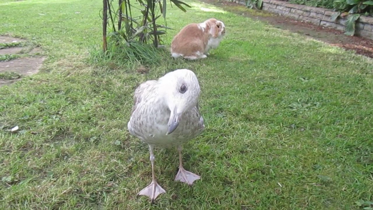 Seagull spooked by bunny rabbit - YouTube