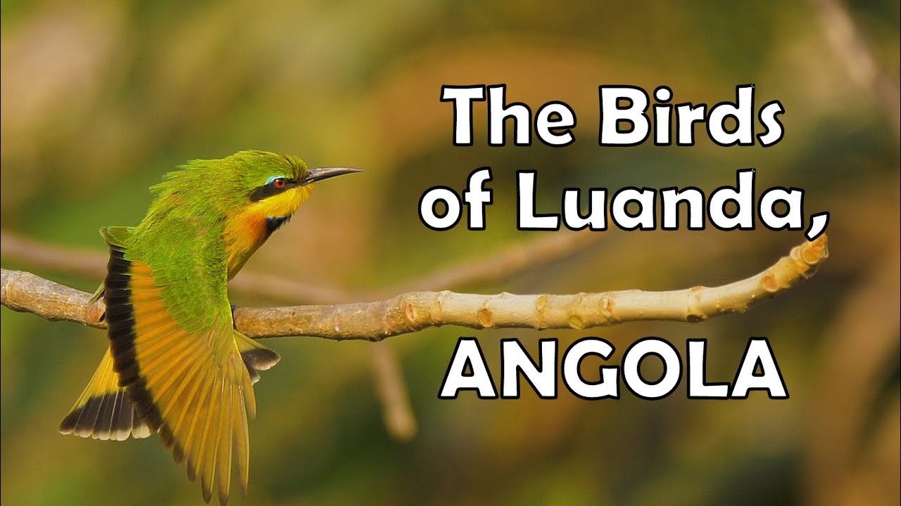 The Birds of Luanda, Angola - YouTube