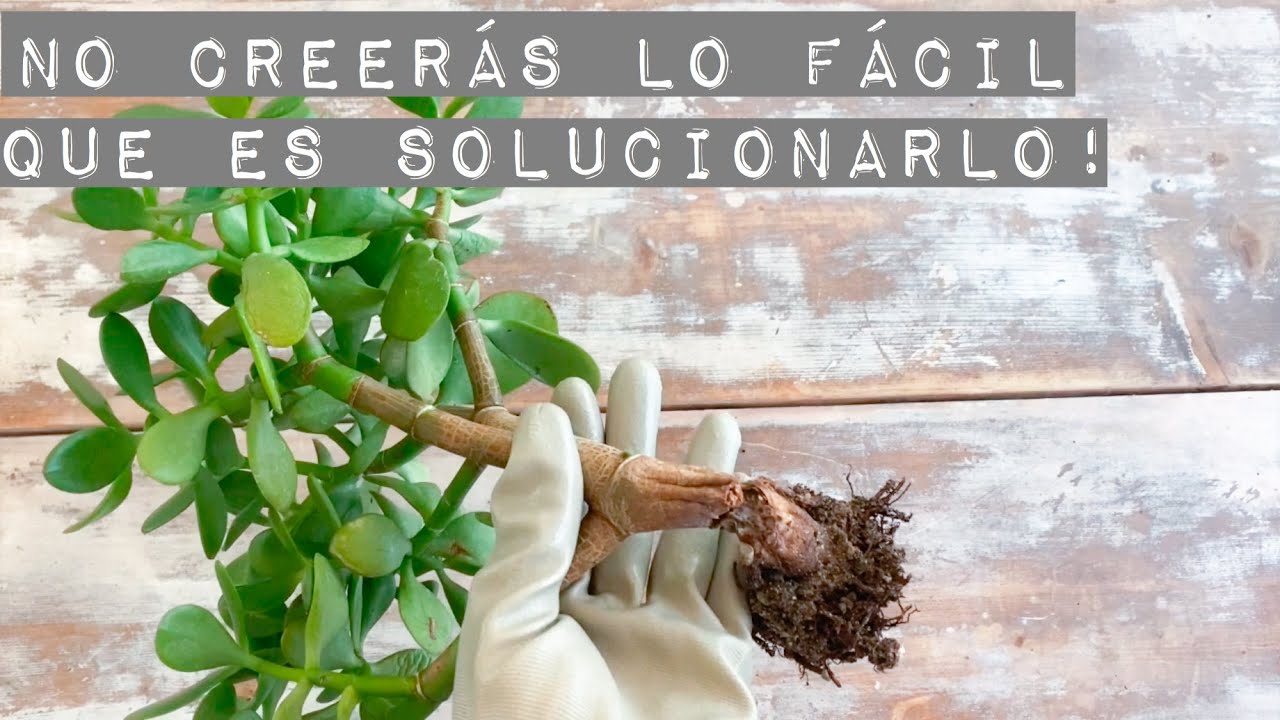 SOLUCIÓN A SUCULENTAS y CACTUS PODRIDOS🌵 - YouTube