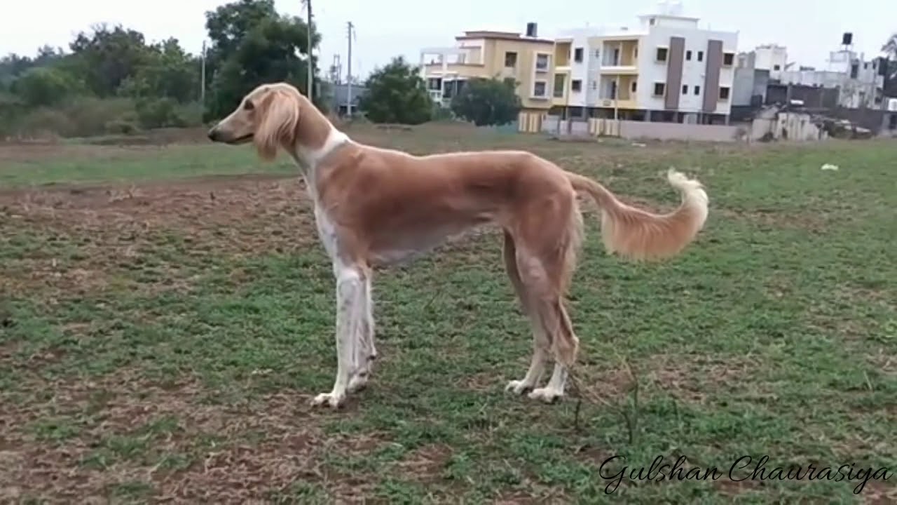 Pashmi hound ( Indian breed ) - YouTube