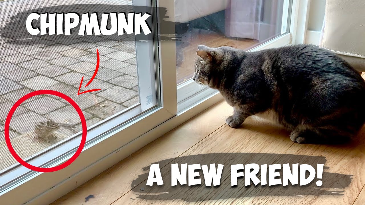 My Cat Sees a Chipmunk for the First Time! - YouTube