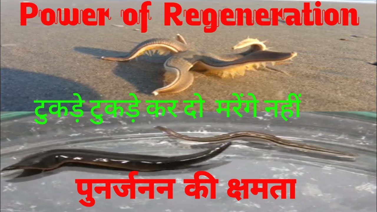 Regenaration in planaria/hydra/starfish|| class 10 Science - YouTube