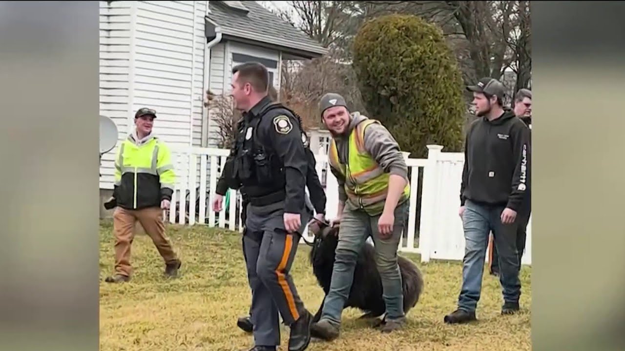 WATCH: Police capture baa-d ram that was on the loose in South Jersey ...