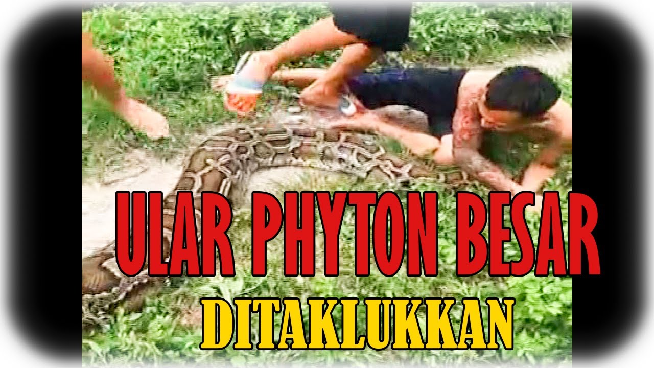 PENANGKAPAN ULAR PYTHON RAKSASA SEBERAT 200 KG - YouTube