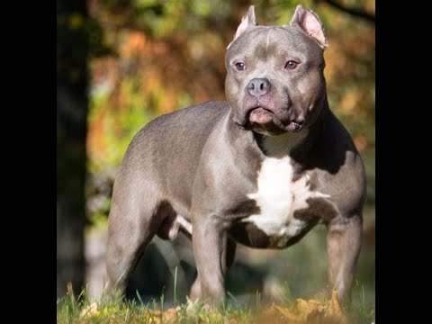 how to take care your American Bully @Exotic Blood Line - YouTube