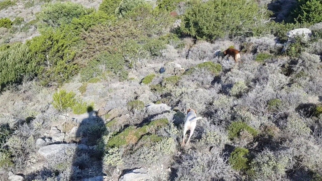 Βρε το μικρο ΚΥΝΗΓΙ ΛΑΓΟΥ 2022 Ρόδος - Hare hunting Rhodes No95 - YouTube