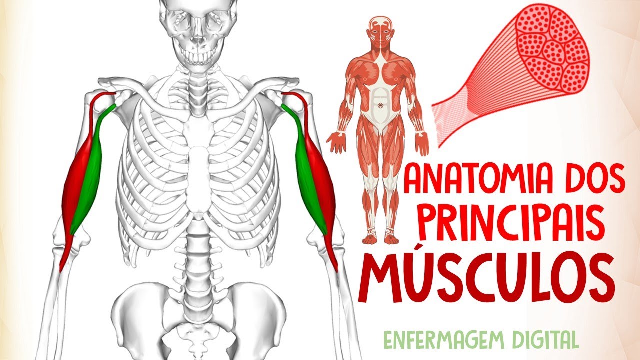 Anatomia dos Principais Músculos do Corpo Humano - Prof. Alan Cardec ...