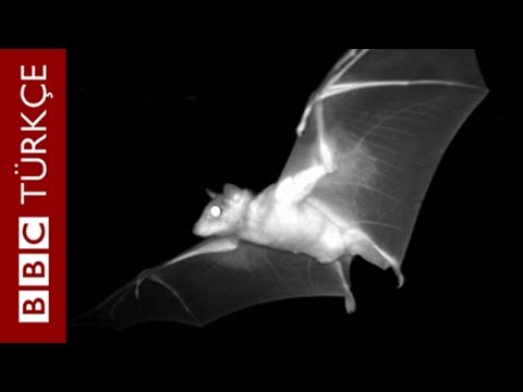 Yarasaların beynindeki 'doğal pusula' - BBC TÜRKÇE