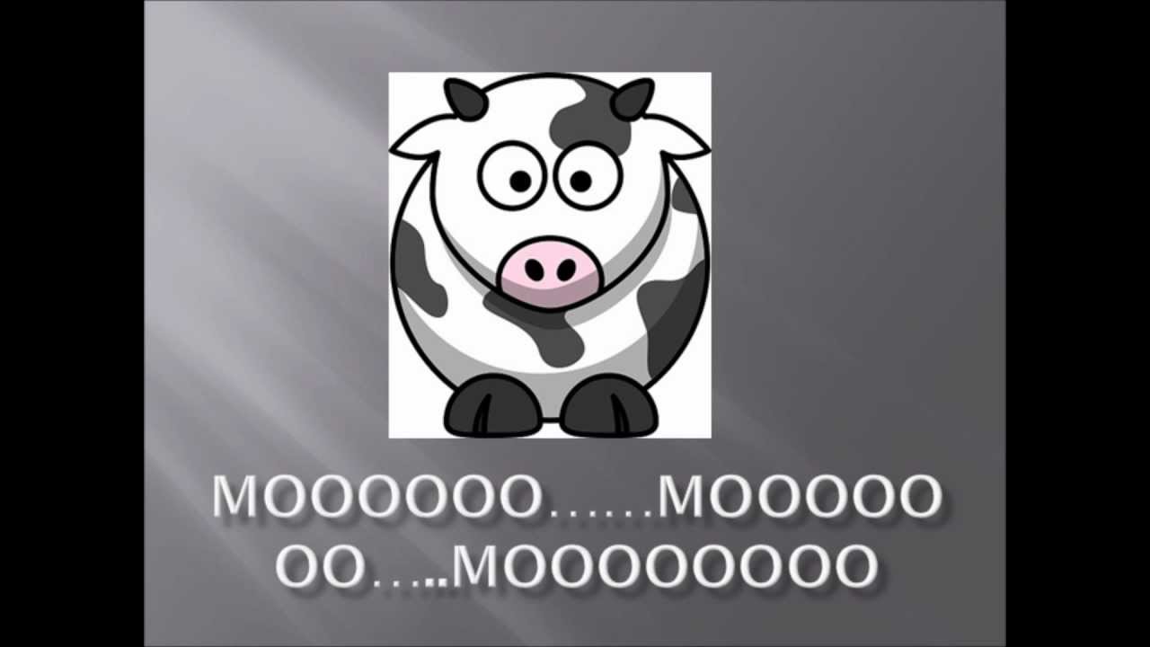 Moooooooo - YouTube