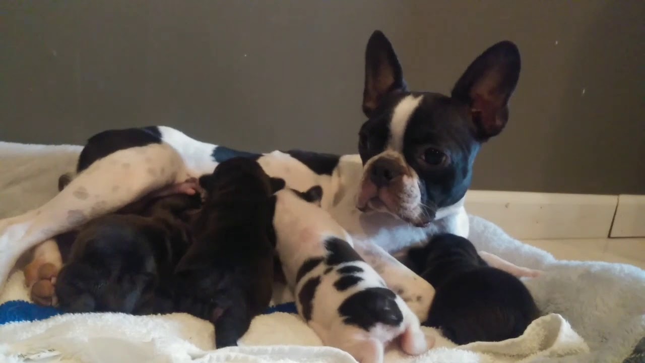 Faux french bulldog frenchton frenchie puppies - YouTube
