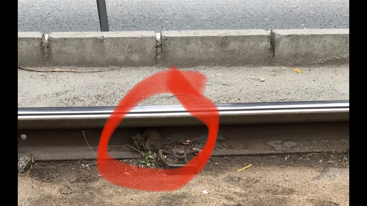 Schrodinger's Rat - YouTube