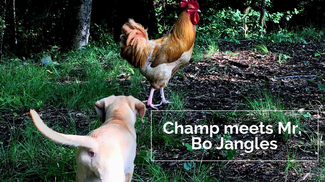 Champ meets Mr. Bo Jangles - YouTube