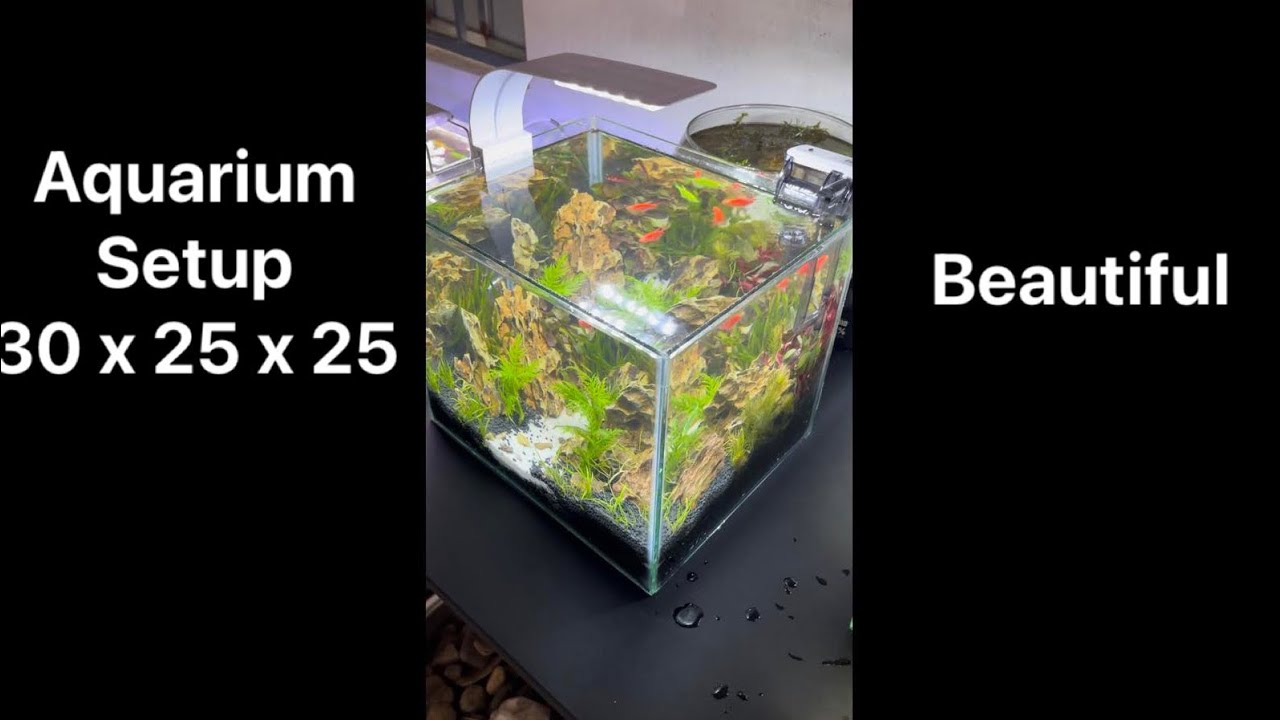 Beautiful aquarium layout | Aquascaping - YouTube