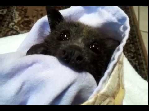Do The Baby Bats Come Back To Visit ? ️🦇 ️ - YouTube