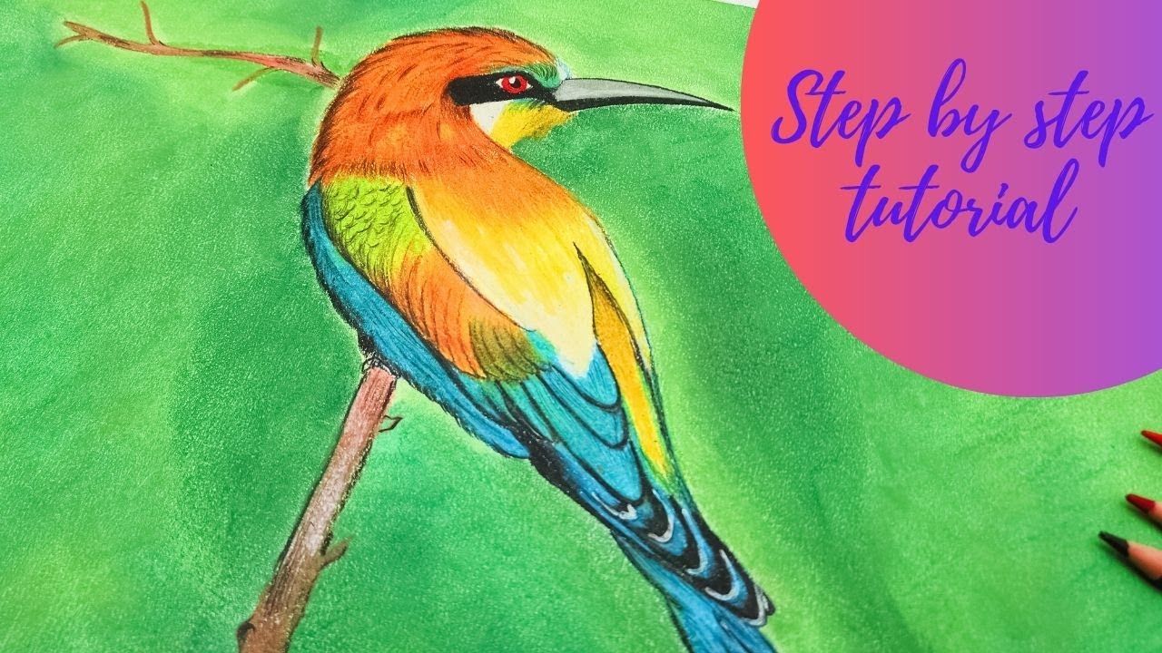 How to draw a simple Bee Eater Bird || Tutorial for Intermediates ...