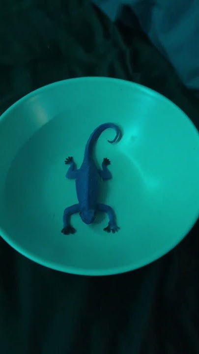 Lizard Youtube