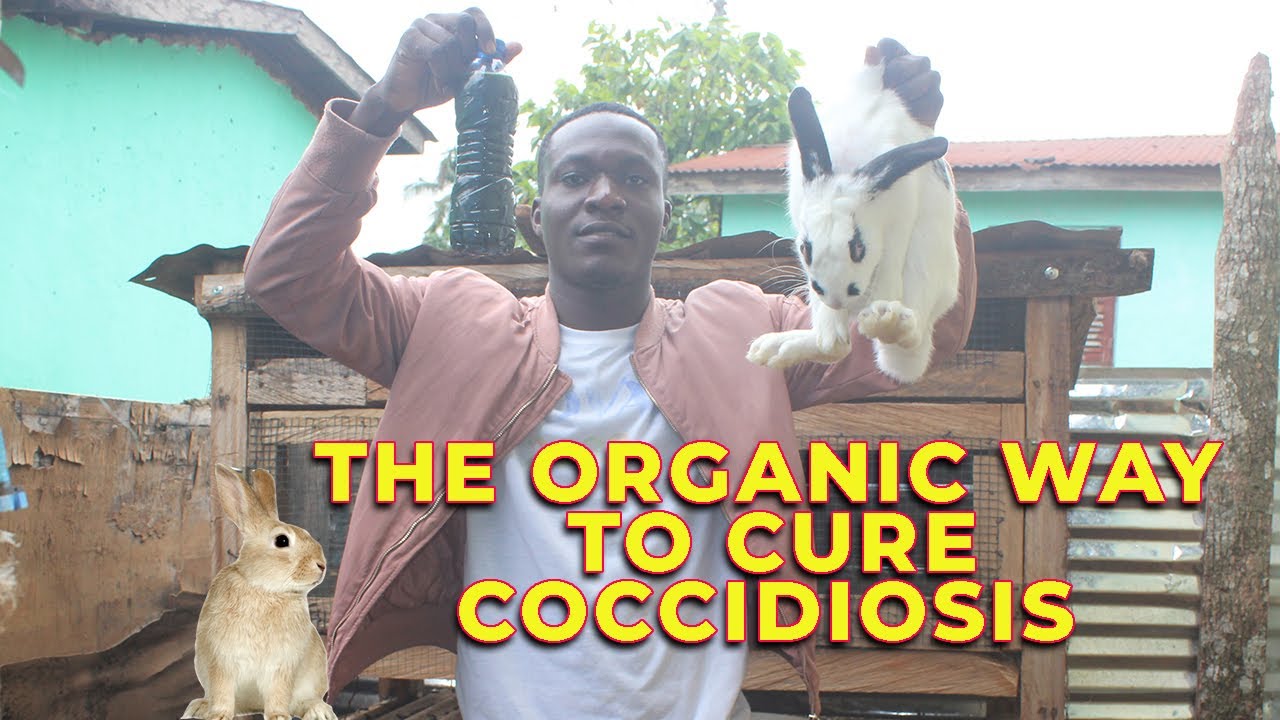 Organic way to cure coccidiosis in Rabbit. #rabbit #bunnies - YouTube