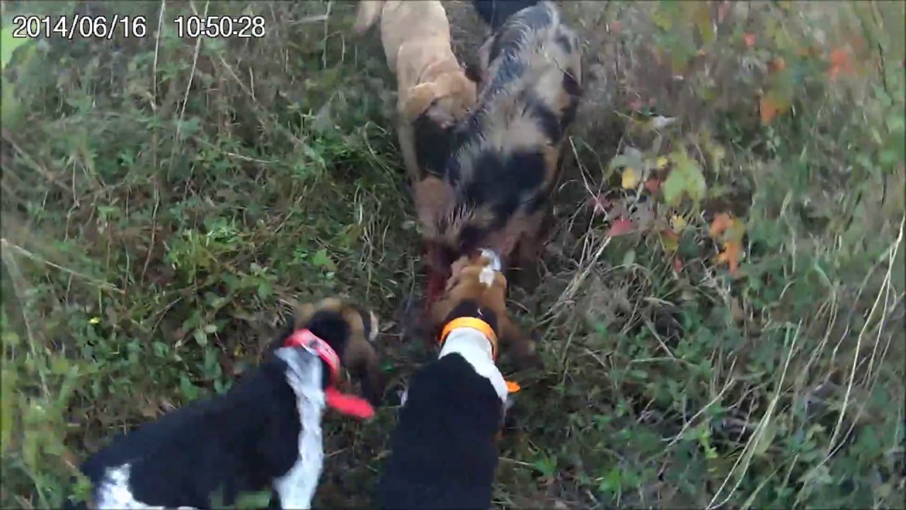 Bay Pen 7D Hog Dogs - YouTube