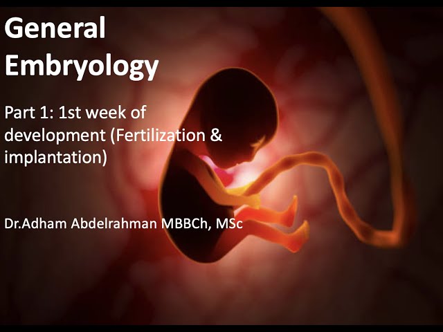 General Embryology Class 2 Development Of 1st Week Youtube