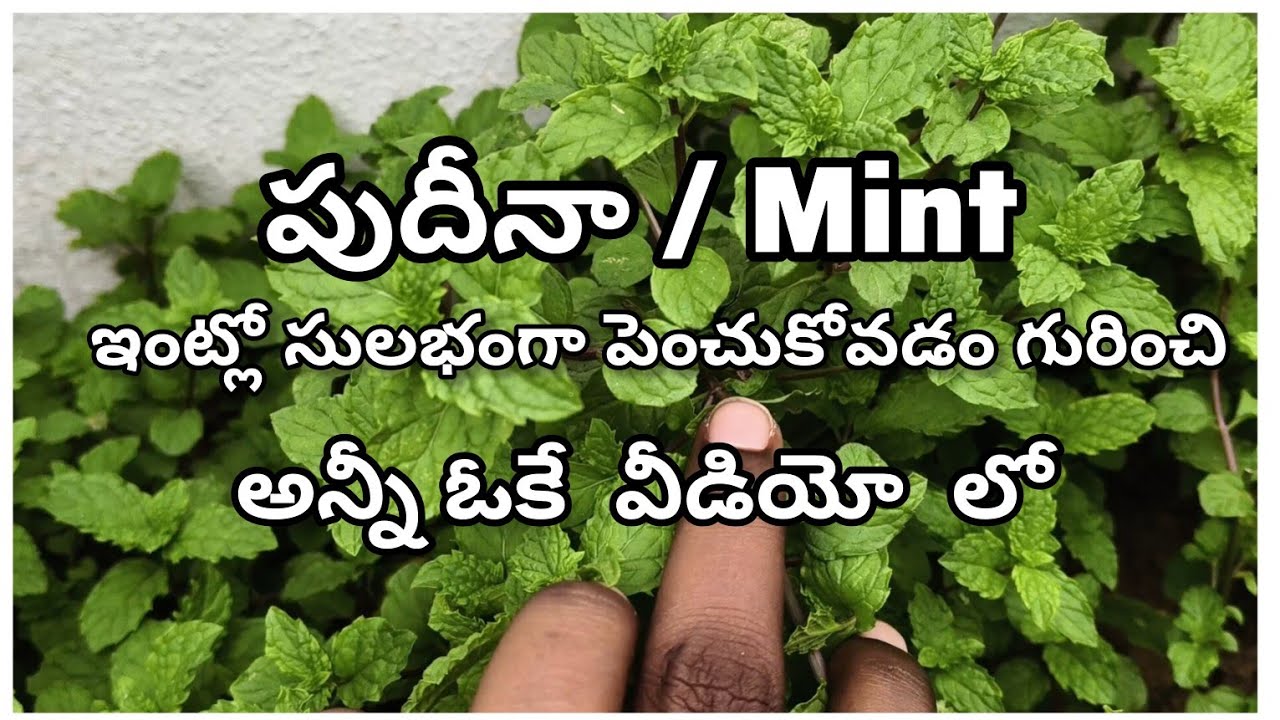 How to grow Mint(podhina) at home easily with tips & care all about ...