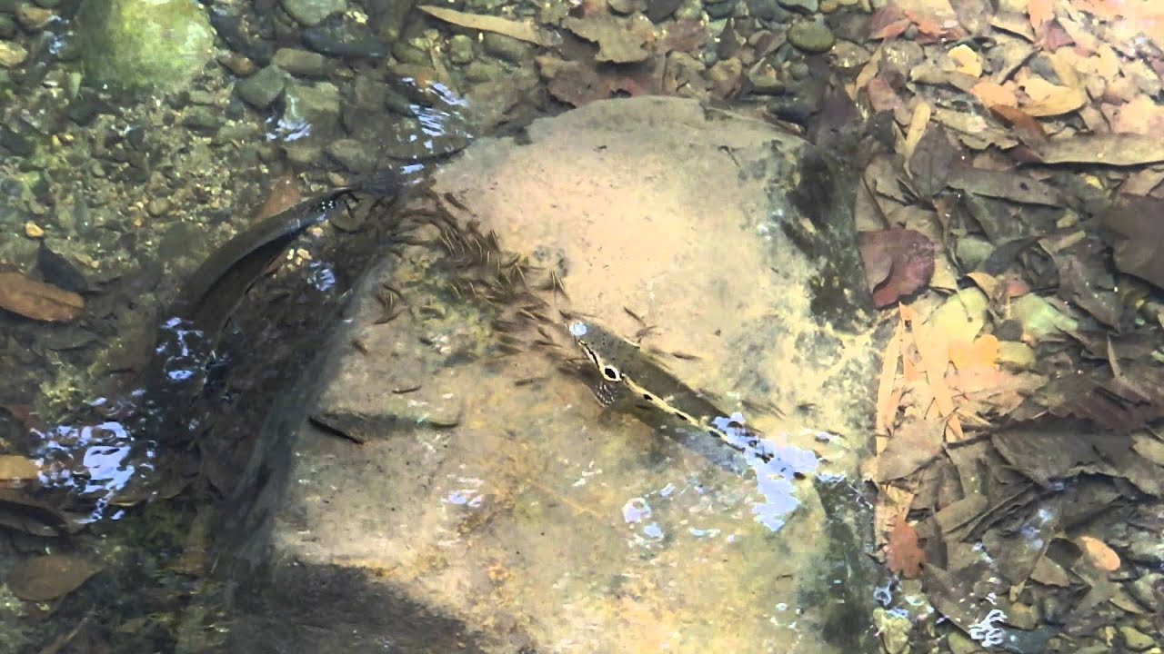 Ocellated snakehead pair with fry - YouTube