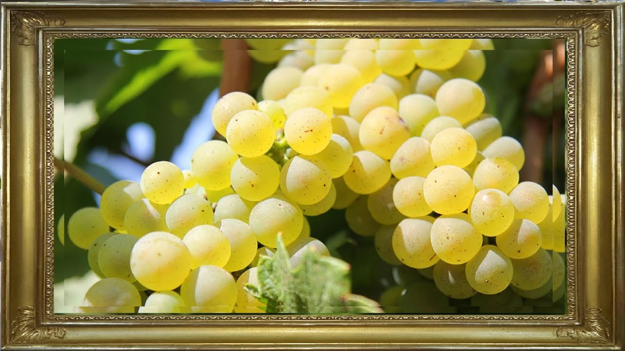 TOP 10 Soiuri de struguri ROMANESTI pentru vin alb - YouTube