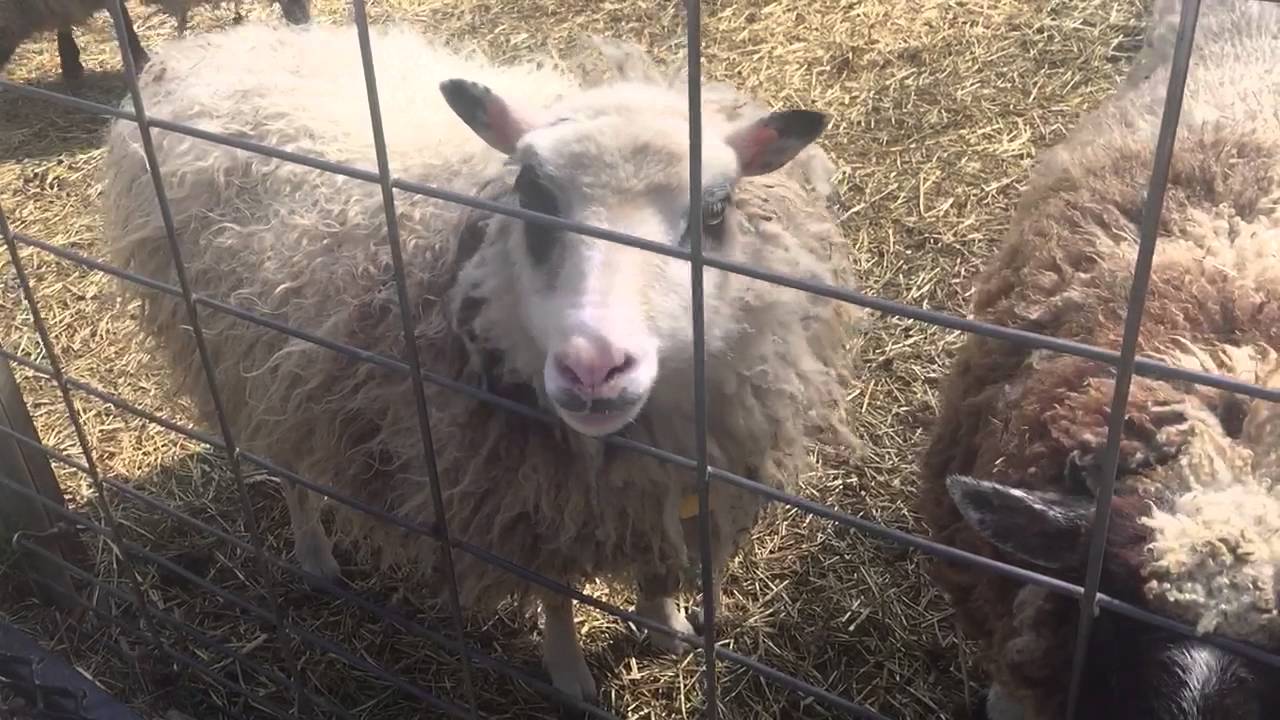 This Burping Sheep - YouTube
