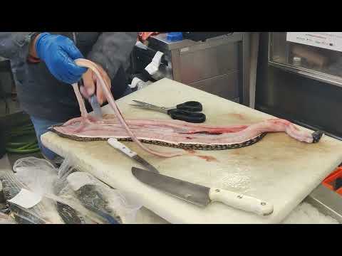 So wird eine Muräne präpariert - This is how a moray eel is prepared