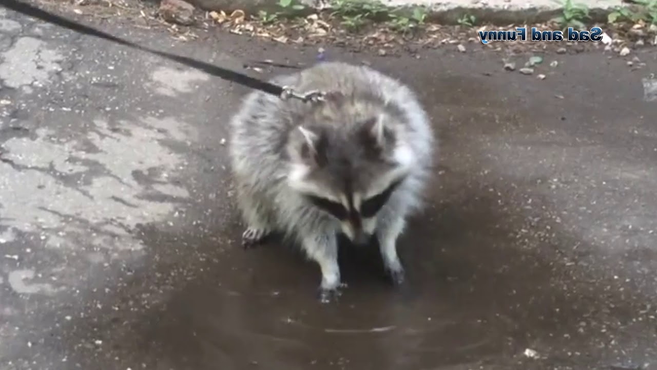 Raccoon-sleuth. What we look for? Funny animals - YouTube