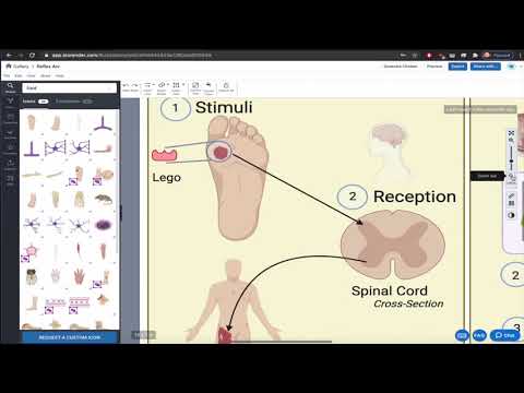 BioRender First Use Tutorial - YouTube