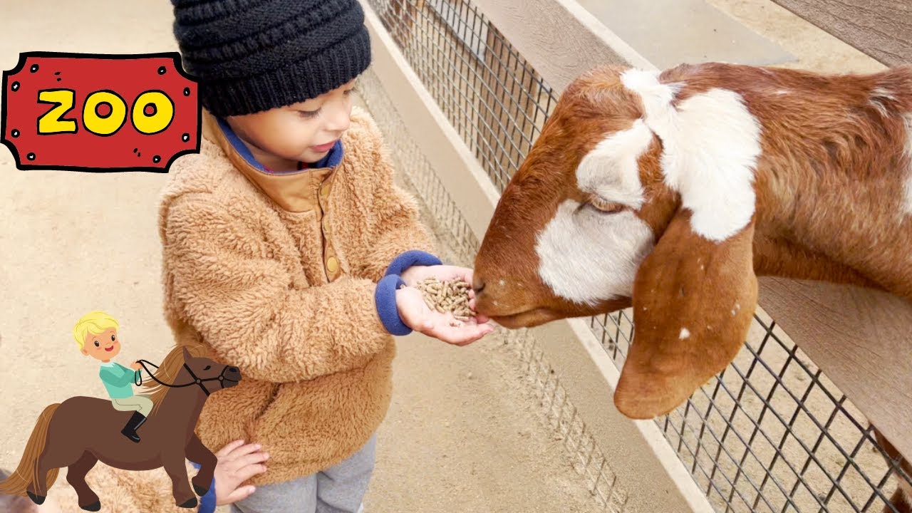 Feeding Goats |Jeremy rides a pony |Petting Zoo for kids - YouTube
